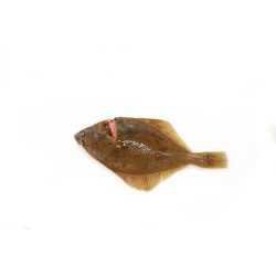 what are Dabs - Flat Fish?