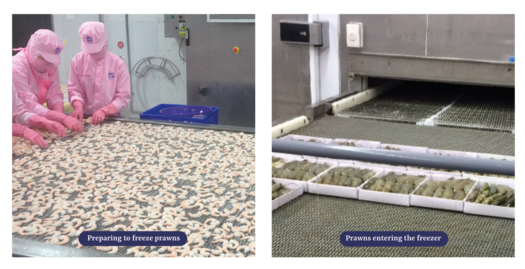 What is glaze on frozen fish? Q&A with Michael Hansen. | Direct Seafoods