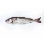 Round Fish Archives | Direct Seafoods