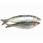 Round Fish Archives | Direct Seafoods