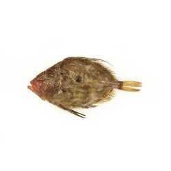 Round Fish Archives | Direct Seafoods