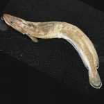 Round Fish Archives | Direct Seafoods