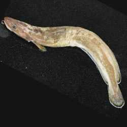 Round Fish Archives | Direct Seafoods