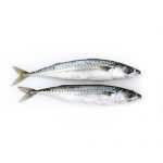 Round Fish Archives - Direct Seafoods : Direct Seafoods