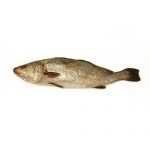 What is Skrei Cod? : Direct Seafoods