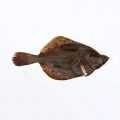 What is Plaice?