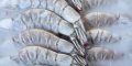 What is glaze on frozen fish? Q&A with Michael Hansen. | Direct Seafoods
