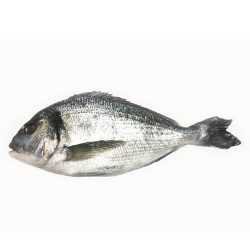 What is a Black Bream?