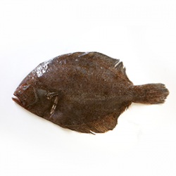 What is Plaice? : Direct Seafoods