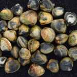 What are Cockles?