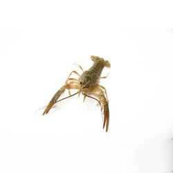 Crustacean Archives | Direct Seafoods