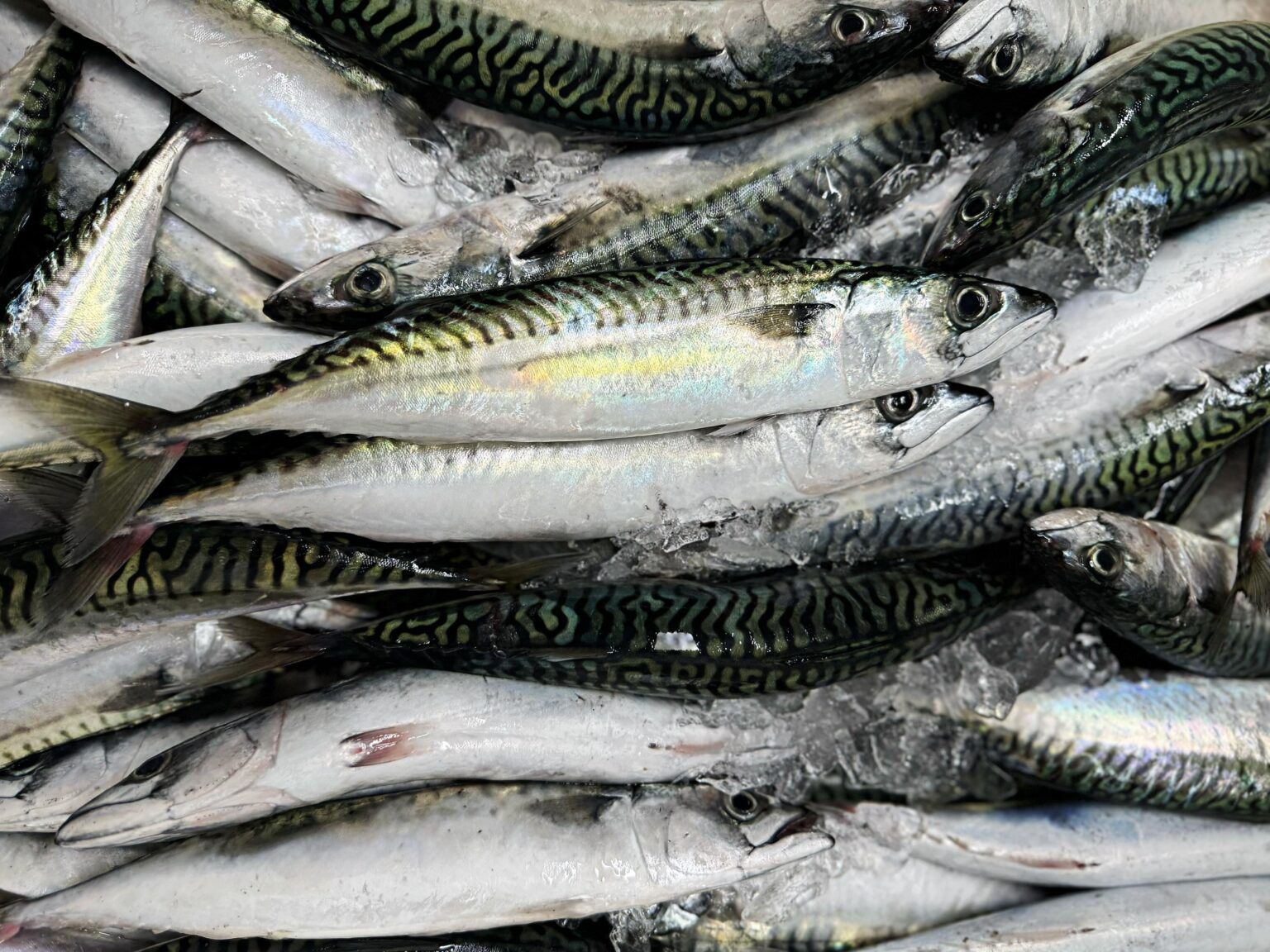 Wholesale Mackerel | Direct Seafoods
