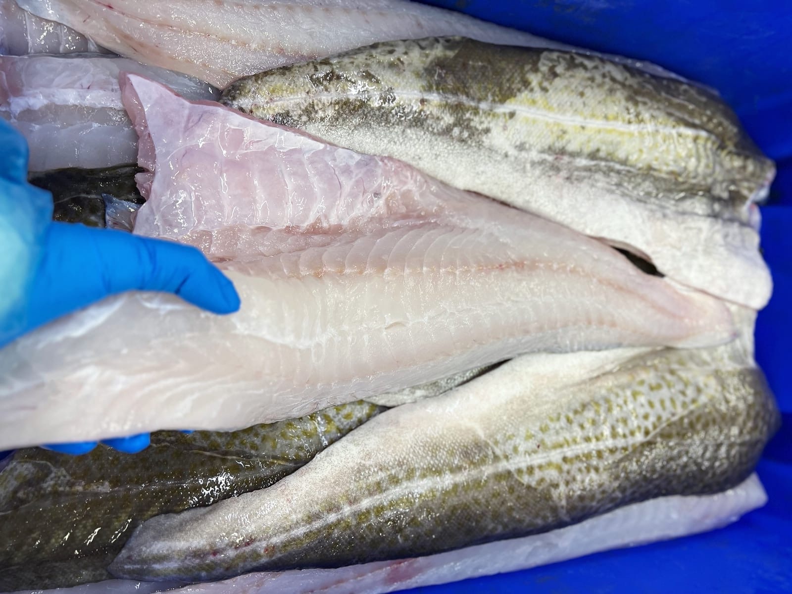 Wholesale Cod | Direct Seafoods