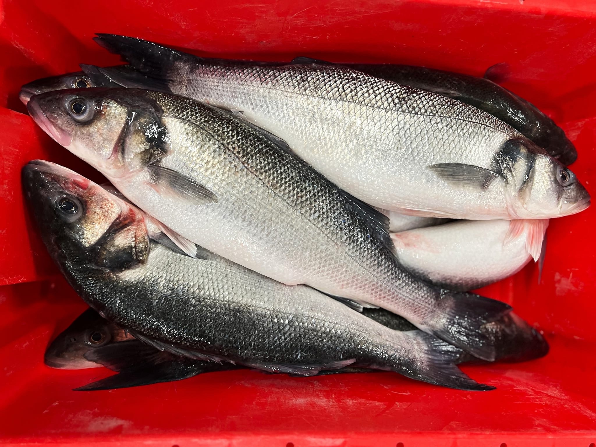 Sea Bass Wholesale | Direct Seafoods