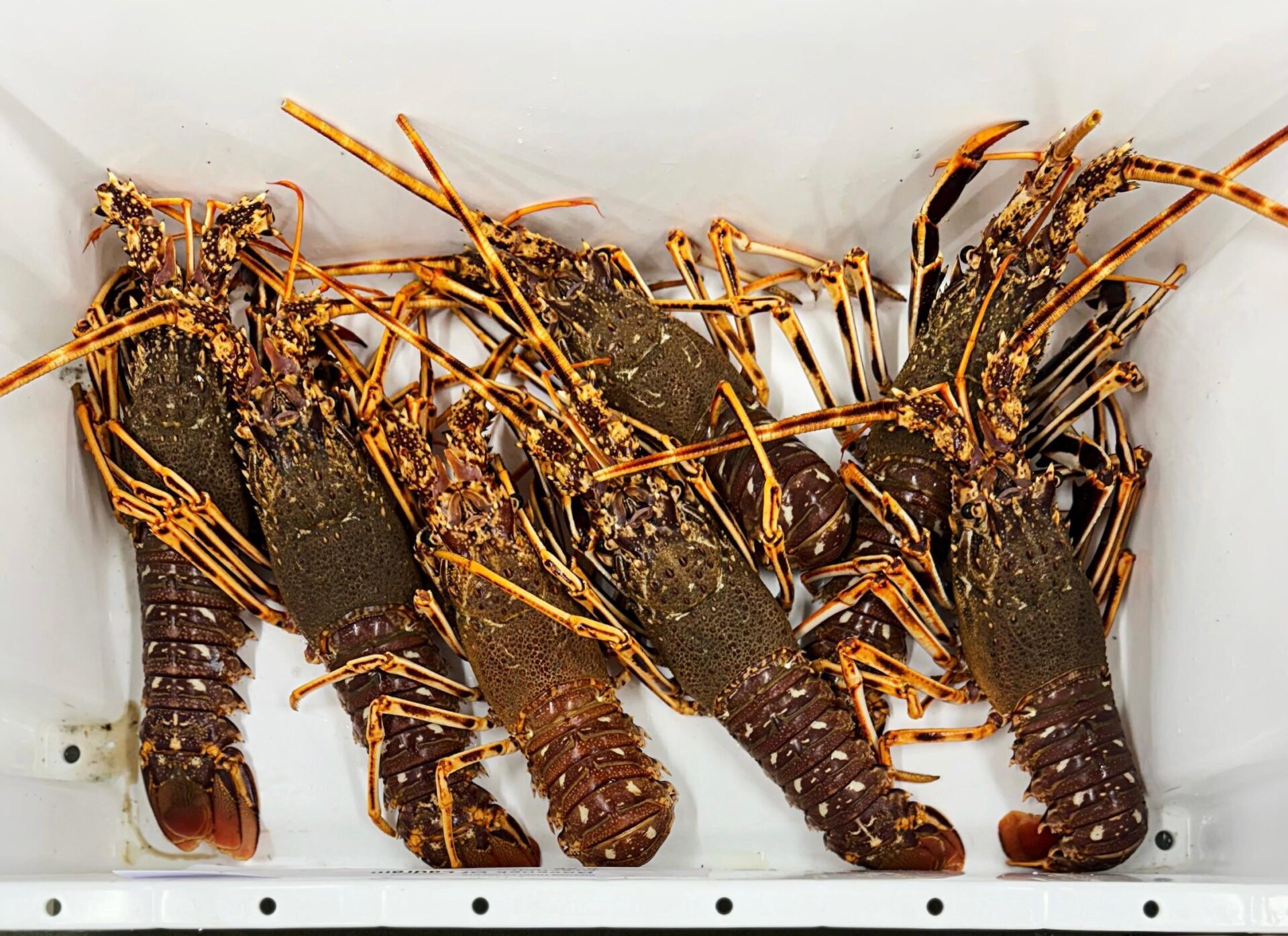 Wholesale Lobster | Direct Seafoods
