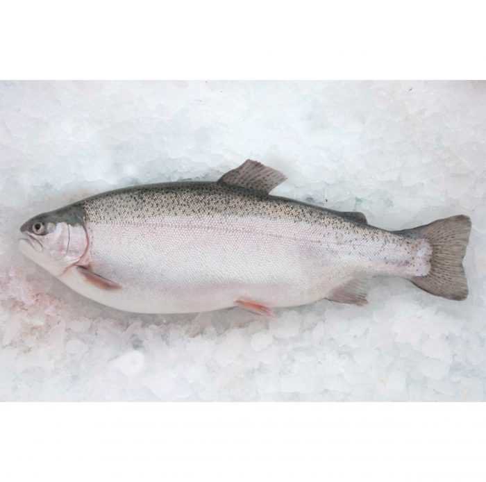 Round Fish Archives | Direct Seafoods