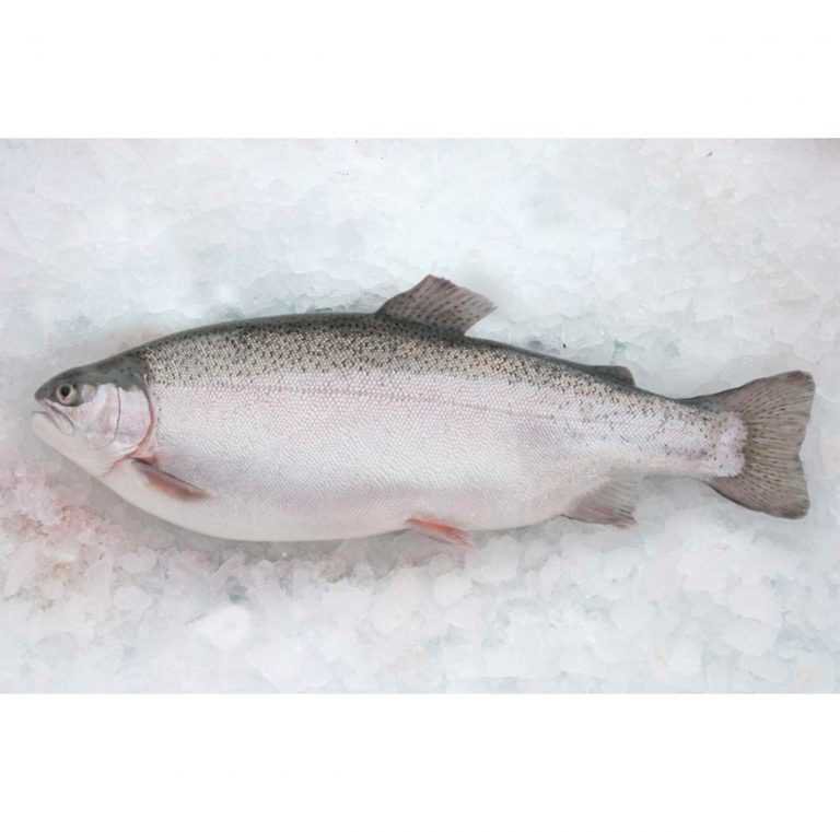 Round Fish Archives | Direct Seafoods