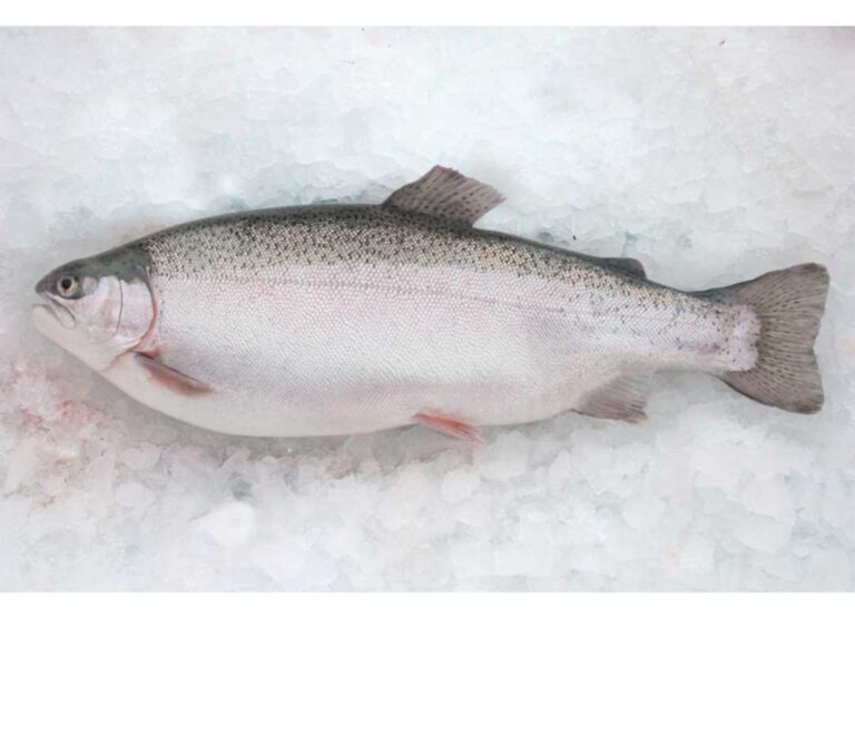 Round Fish Archives | Direct Seafoods