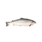 Round Fish Archives - Direct Seafoods : Direct Seafoods